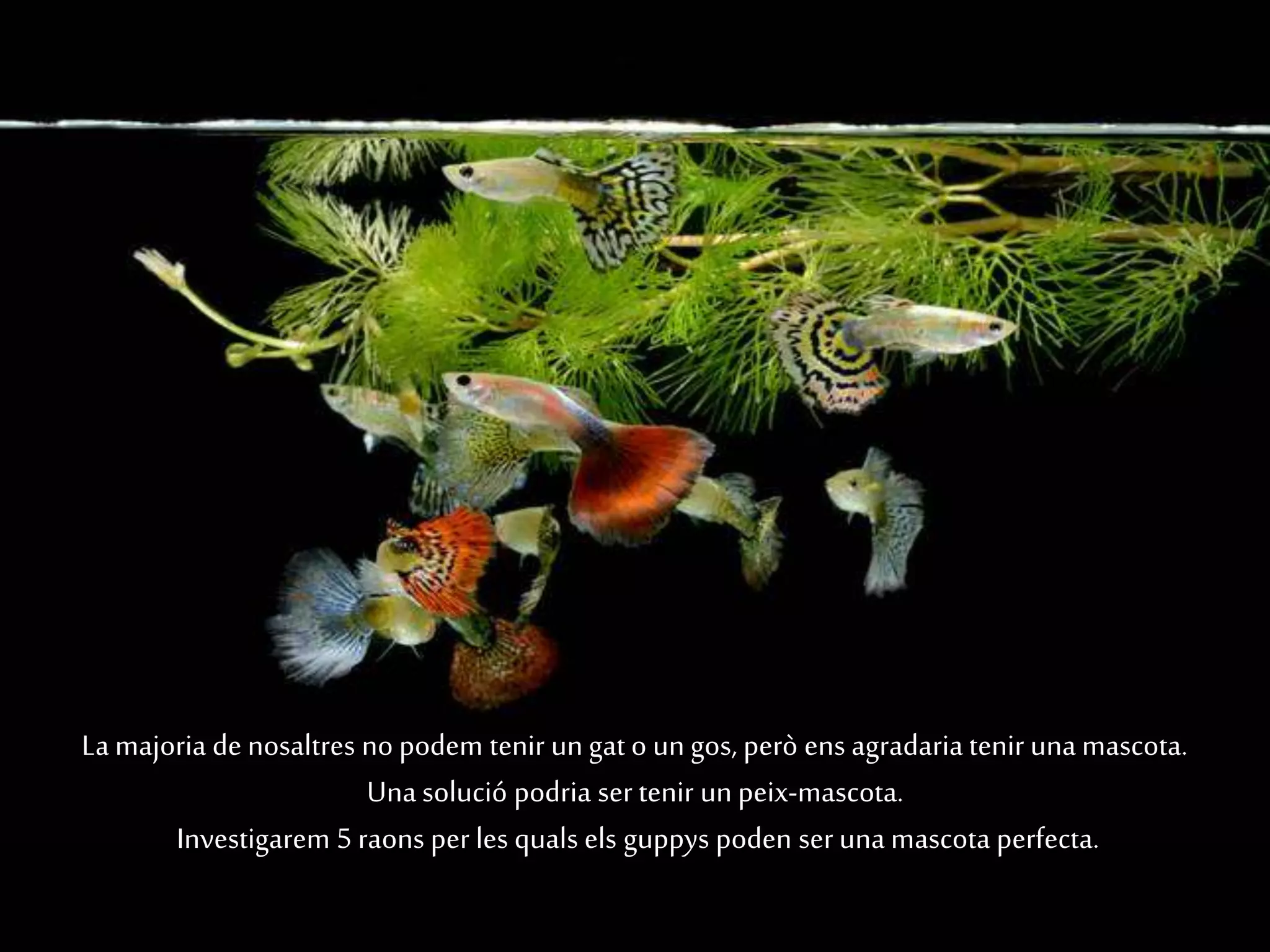 Investigació sobre els guppies | PPTX