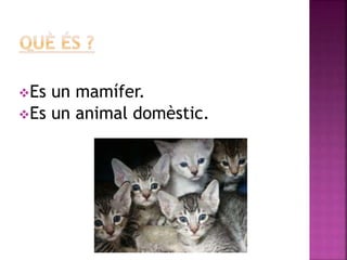 EL GAT | PPT