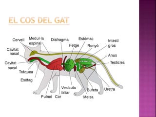 EL GAT | PPT