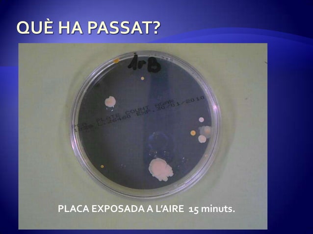 Investigam els bacteris | PPT