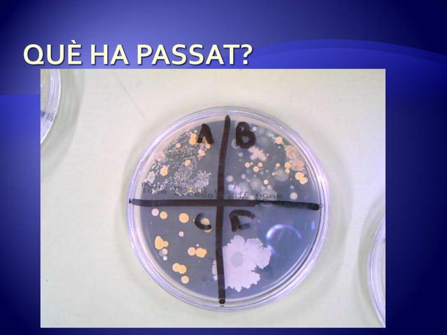 Investigam els bacteris | PPT