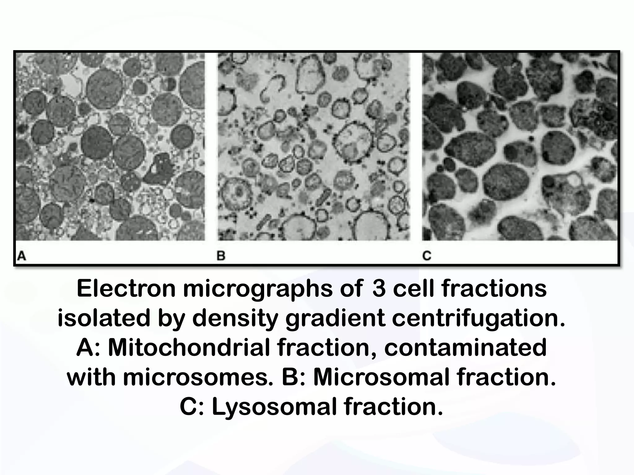 Investigating cells | PPTX