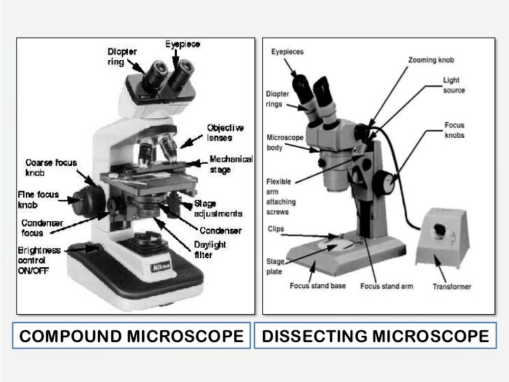 Investigating cells
