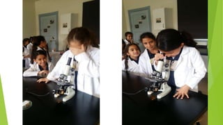 Investigating decomposing of bread g3 pics | PPT