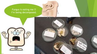 Investigating decomposing of bread g3 pics | PPT