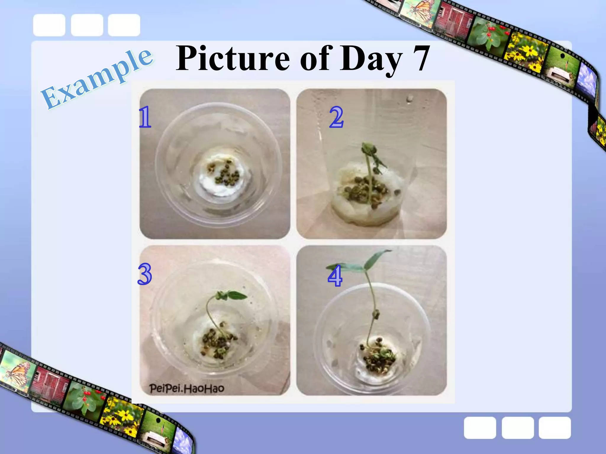 Investigating plant growth | PPT