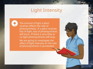Investigating the Effect of Light Intensity - PowerPoint.ppt