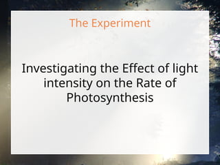 Investigating the Effect of Light Intensity - PowerPoint.ppt