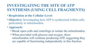 INVESTIGATING THE SITE OF ATP SYNTHESIS.pptx