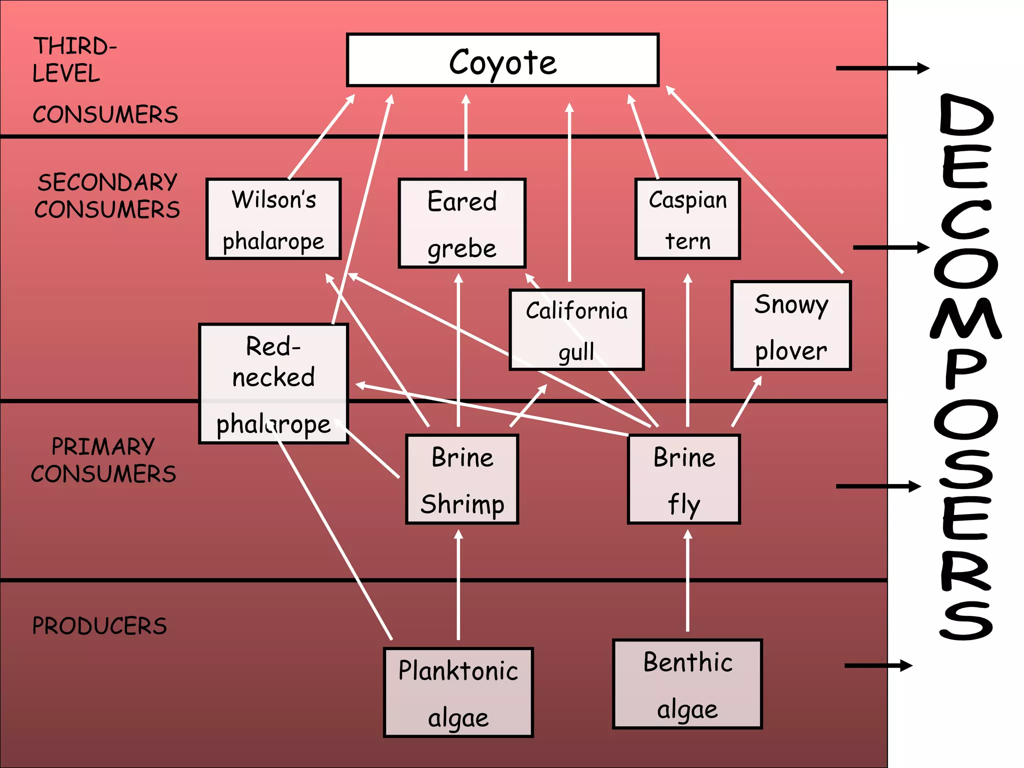 Food Web intro | PPT