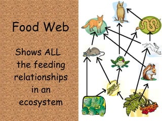 Food Web intro | PPT