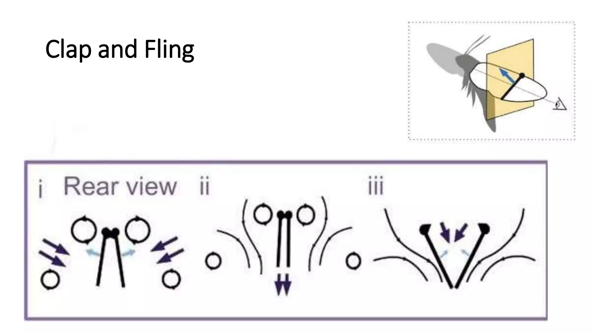 Investigation of flapping wing aerodynamics | PPTX