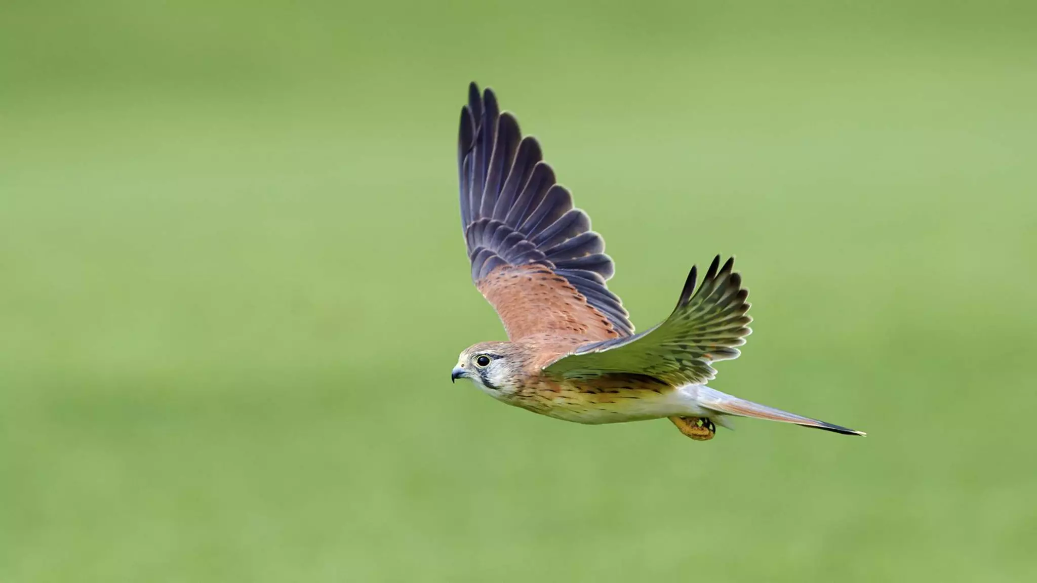 Investigation of flapping wing aerodynamics | PPTX