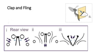 Investigation of flapping wing aerodynamics | PPTX