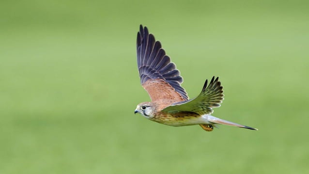 Investigation of flapping wing aerodynamics | PPTX