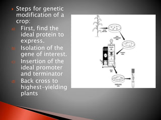 Investigation of genetic modification in maize and soymilk | PPTX