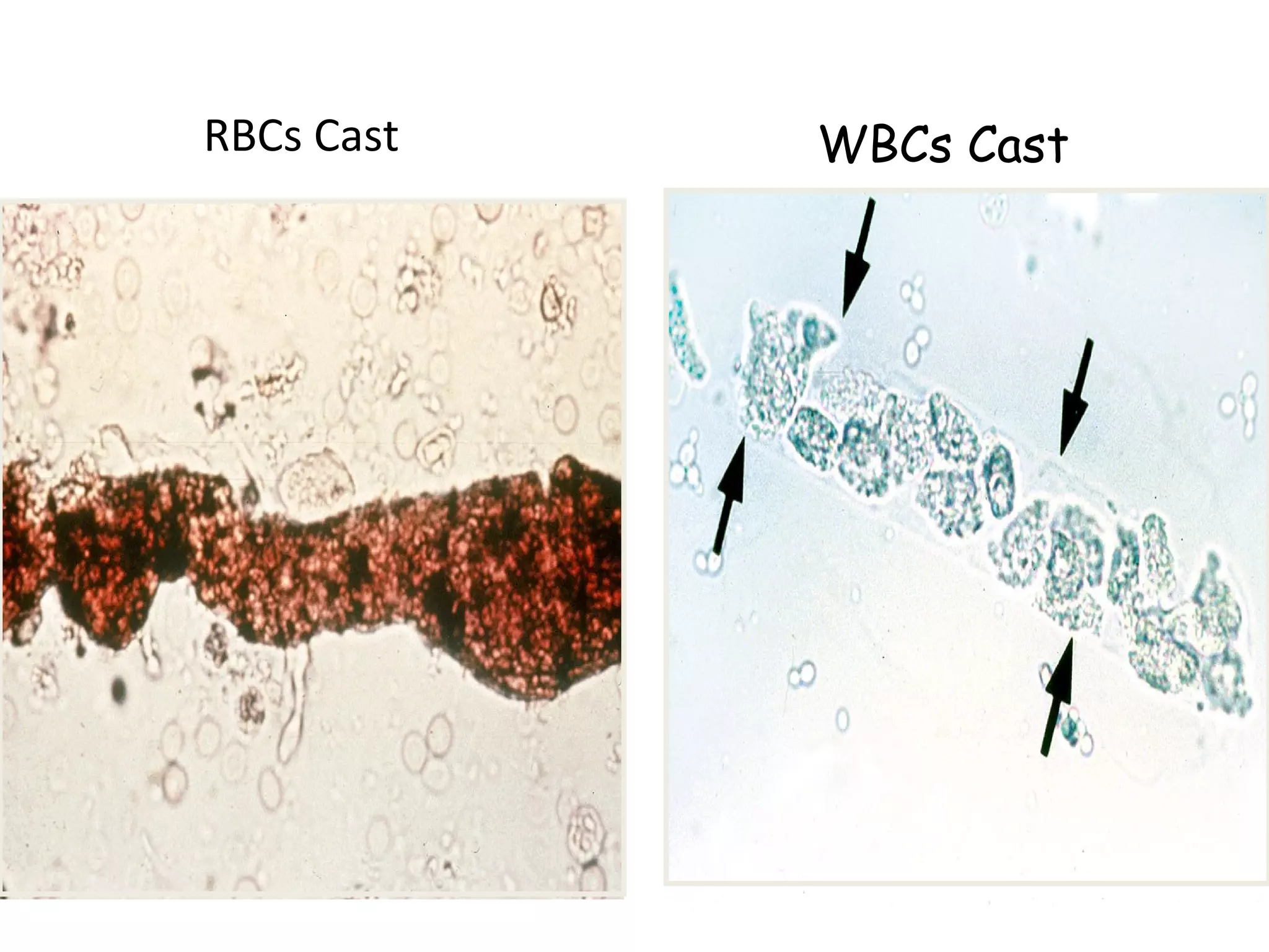 Investigations of Urology | PPT