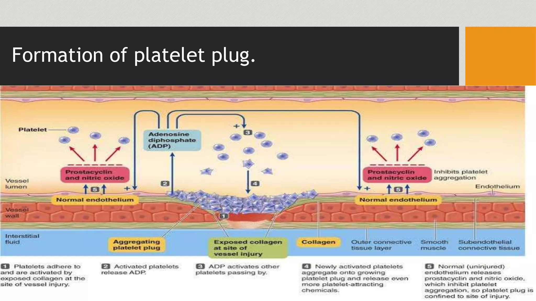 investigations of bleeding disorder (1).pptx
