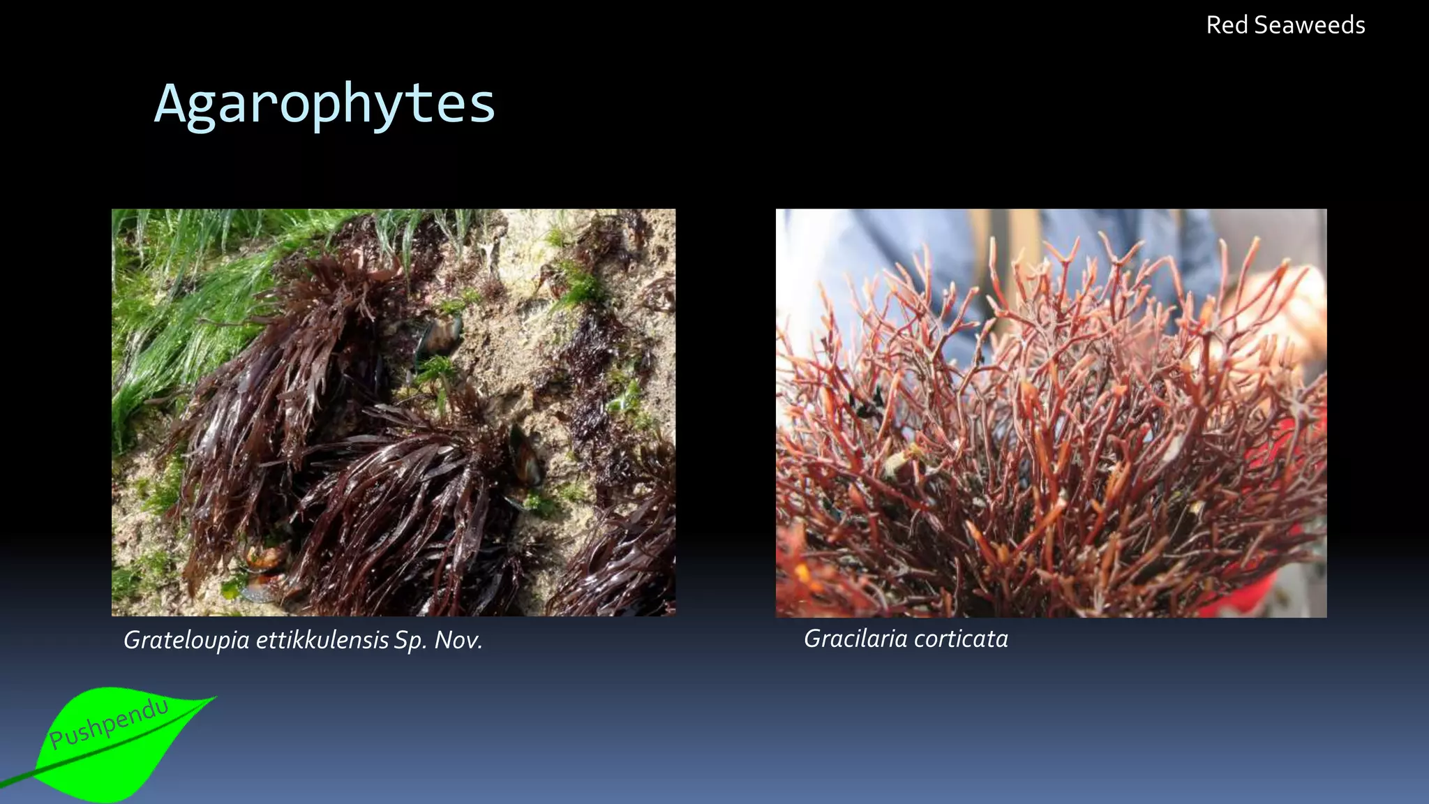 Invisible world of Marine Plants | PPT