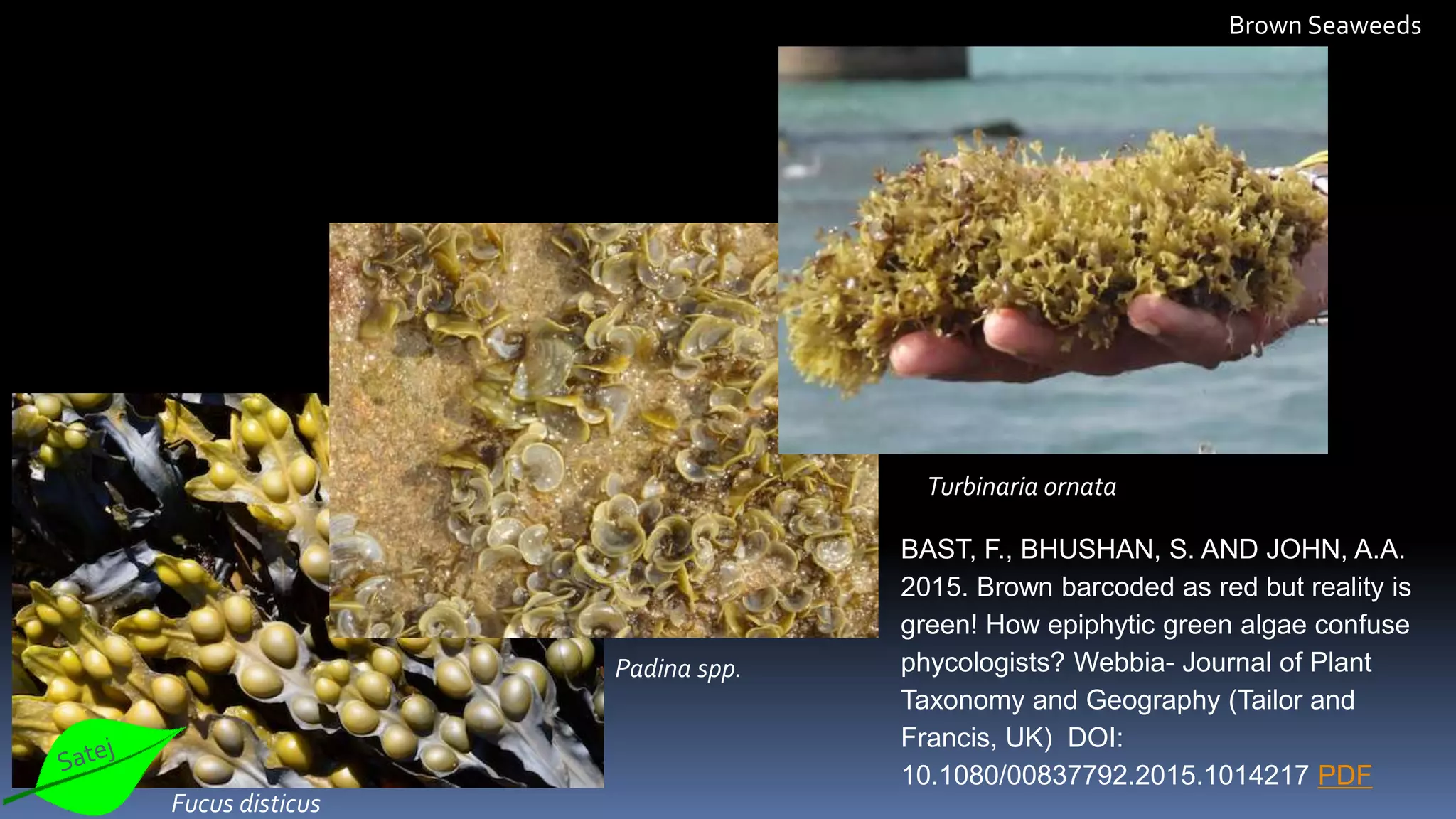 Invisible world of Marine Plants | PPTX