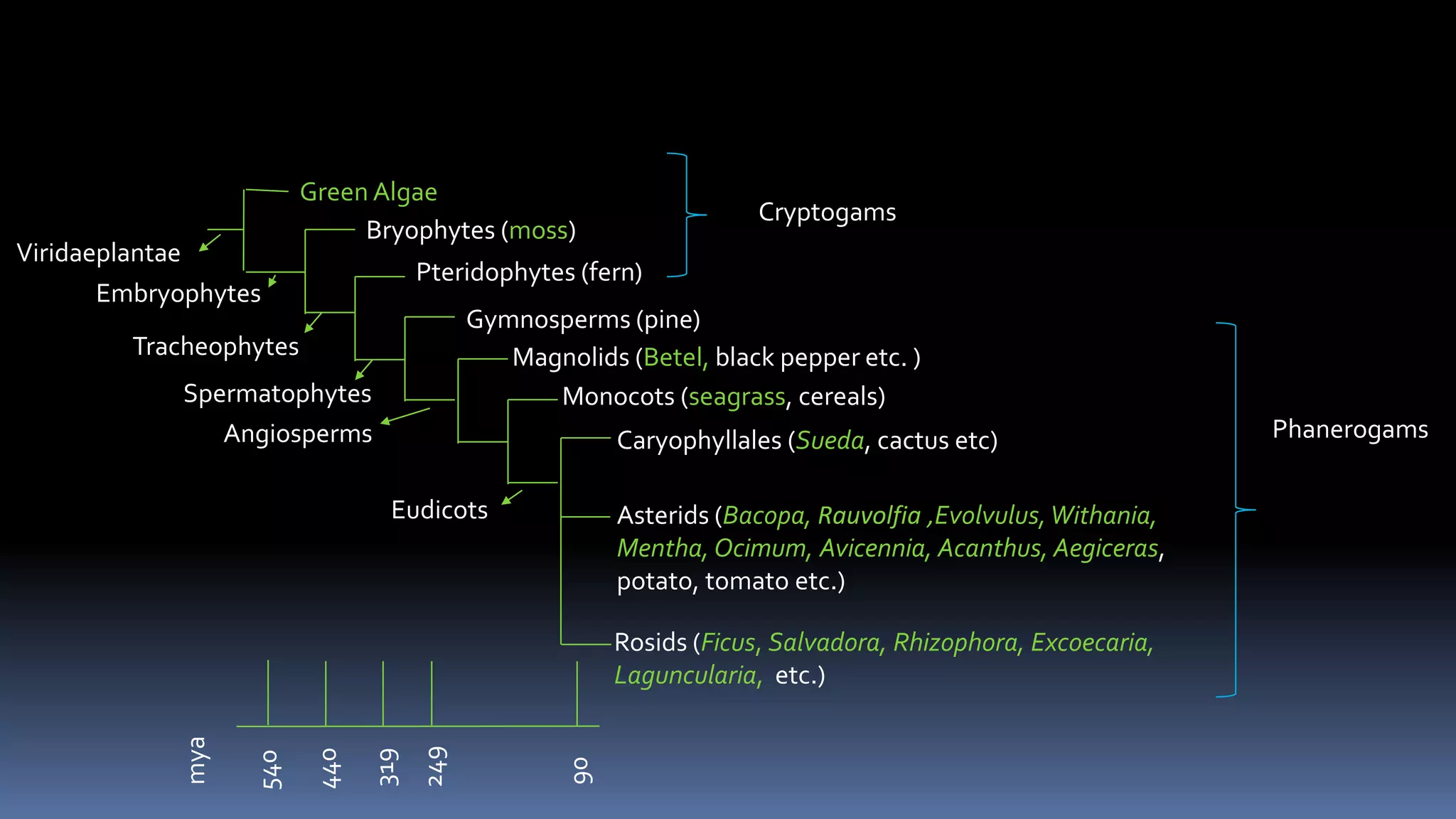 Invisible world of Marine Plants | PPT