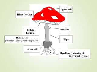 Edible Mushroom Fungi as Antioxidants | PPT