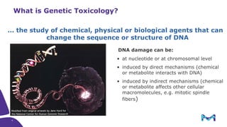 In Vitro Alternatives in Toxicology | PDF