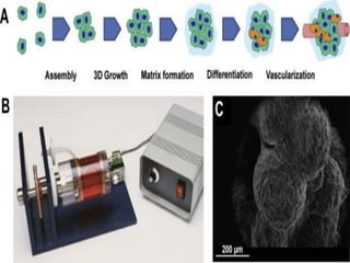 In vitro and animal models of SARS Cov-2 | PPTX
