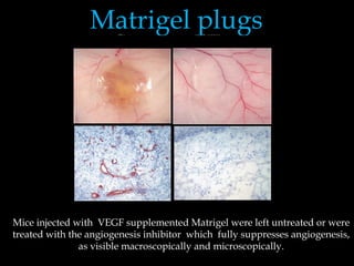 In vitro and in vivo models of angiogenesis | PPT | Chemistry | Science