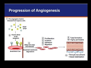 In vitro and in vivo models of angiogenesis | PPT | Chemistry | Science