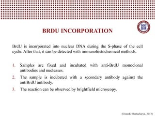 In Vitro Cell Tests for Functional Food | PDF