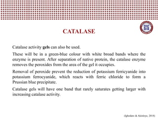 In Vitro Cell Tests for Functional Food | PDF
