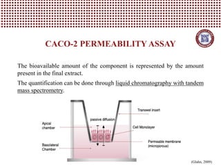 In Vitro Cell Tests for Functional Food | PDF