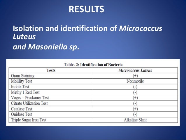 In vitro degradation of plastic