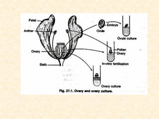 invitro fertilization and its role in plant tissue culture | PPTX