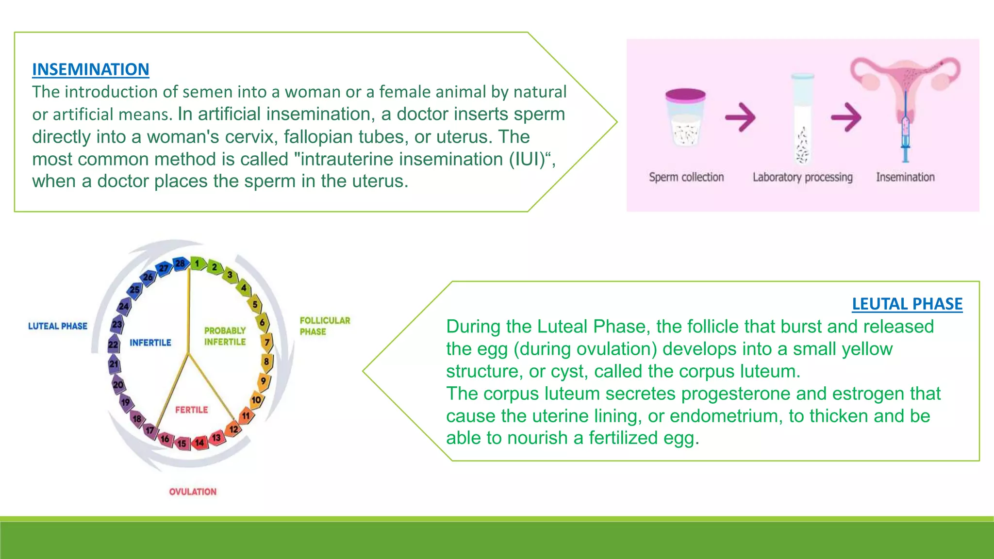 Invitro fertilization in humans | PPTX