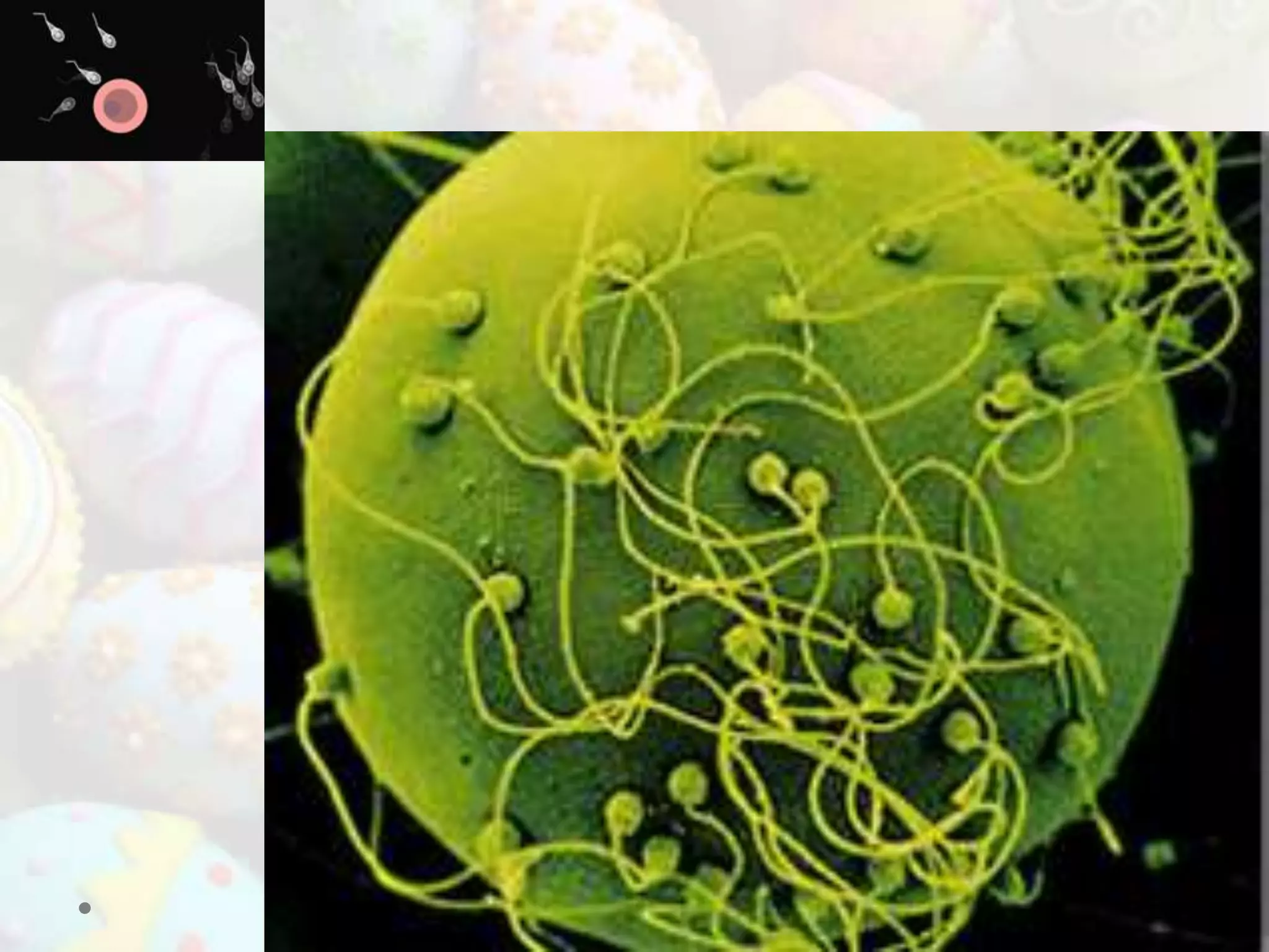 In vitro fertilization methods | PPTX