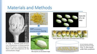 In vitro induction of Haploid Plants from Anther Culture in Citrus | PPTX