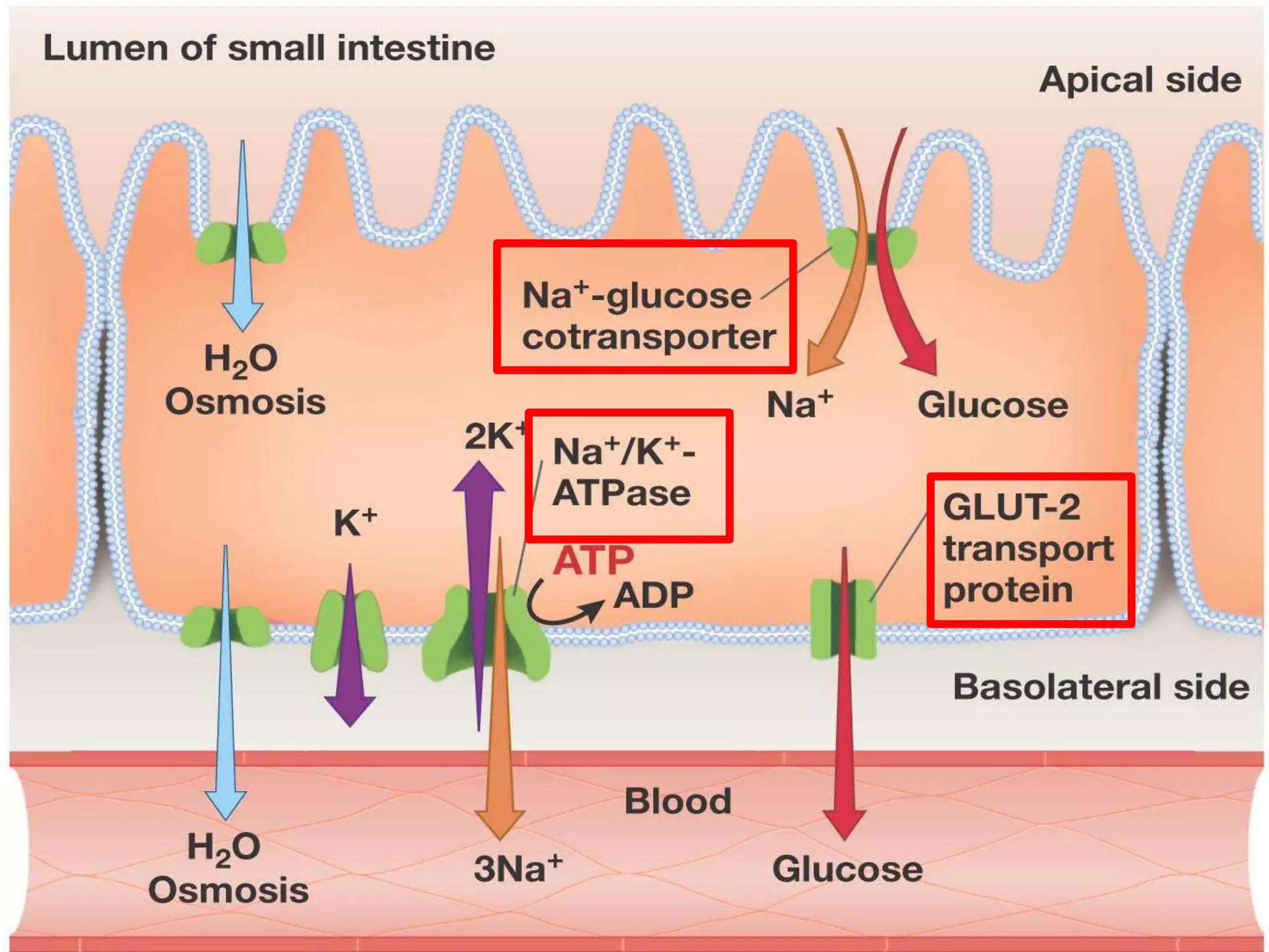 In vitro intestinal absorption | PPTX