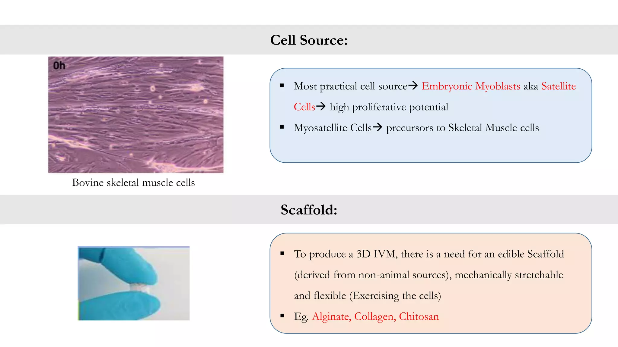 In vitro meat | PPTX