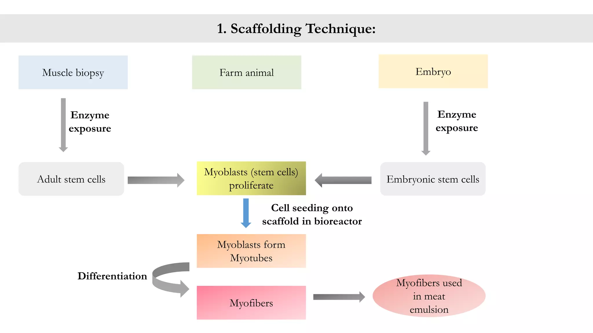 In vitro meat | PPTX