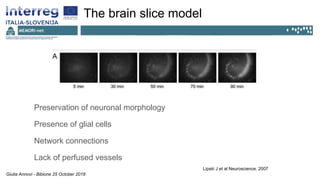 In vitro models of stroke | PDF