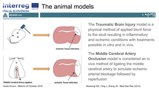 In vitro models of stroke | PDF