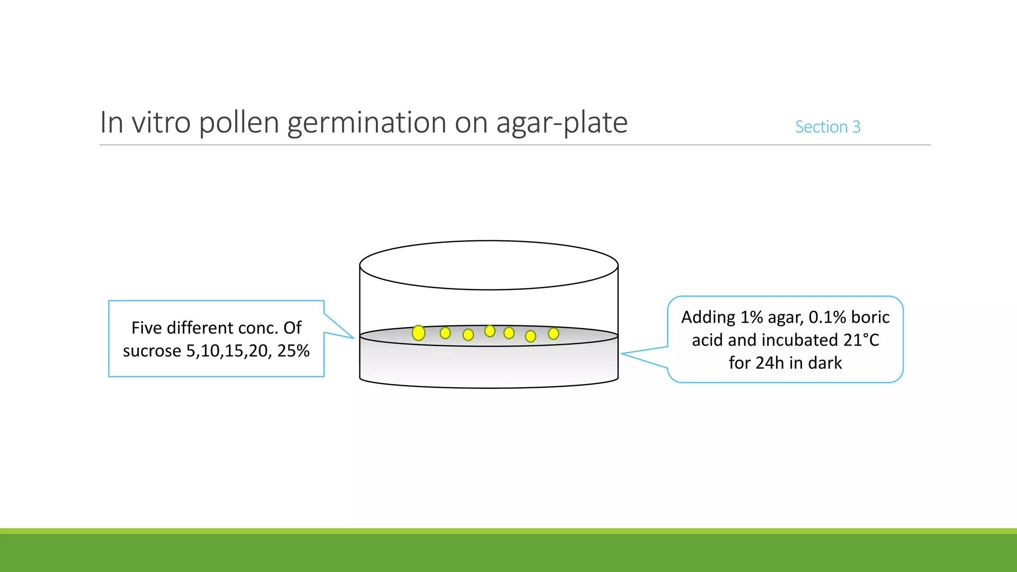 In vitro pollen germination in citrus | PPTX