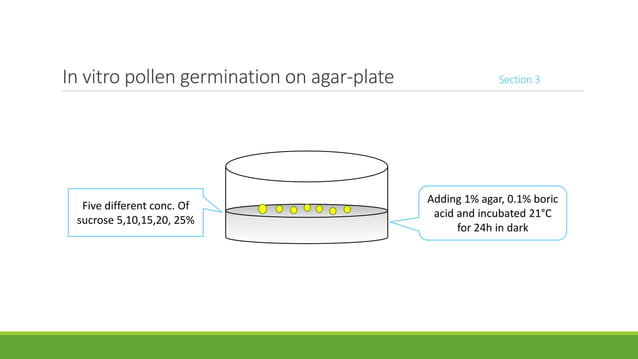 In vitro pollen germination in citrus | PPTX | Infertility ...