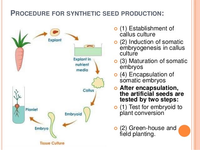 Invitro pollination and artifical seed