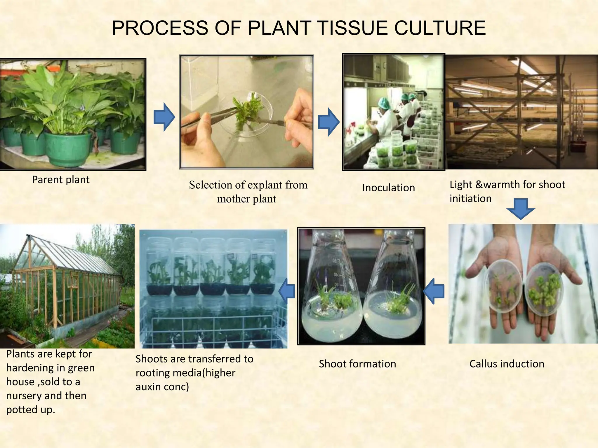 in vitro propagation of plants lecture note.pptx