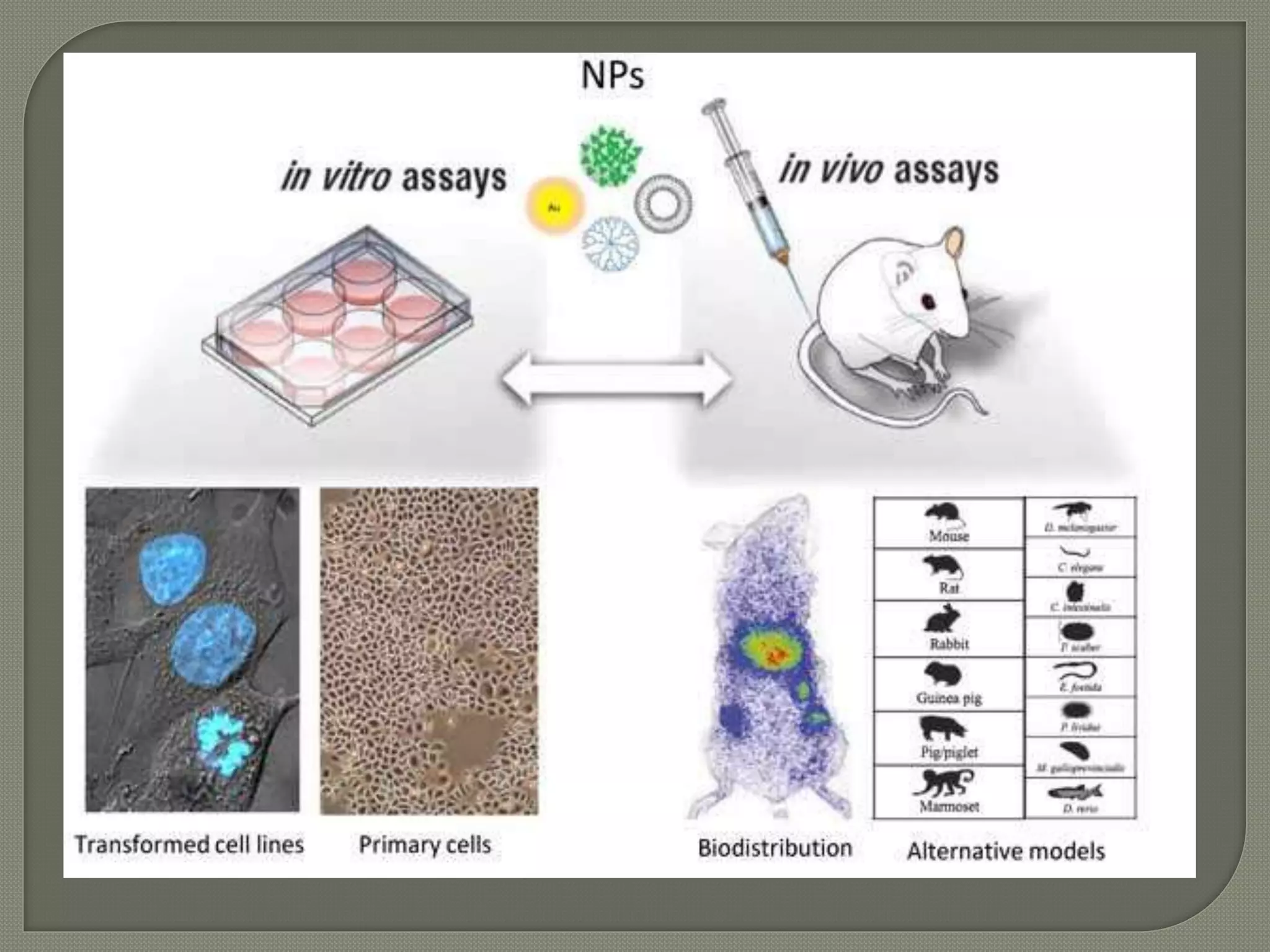 In vivo and in vitro studies | PPTX