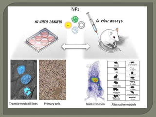 In vivo and in vitro studies | PPTX