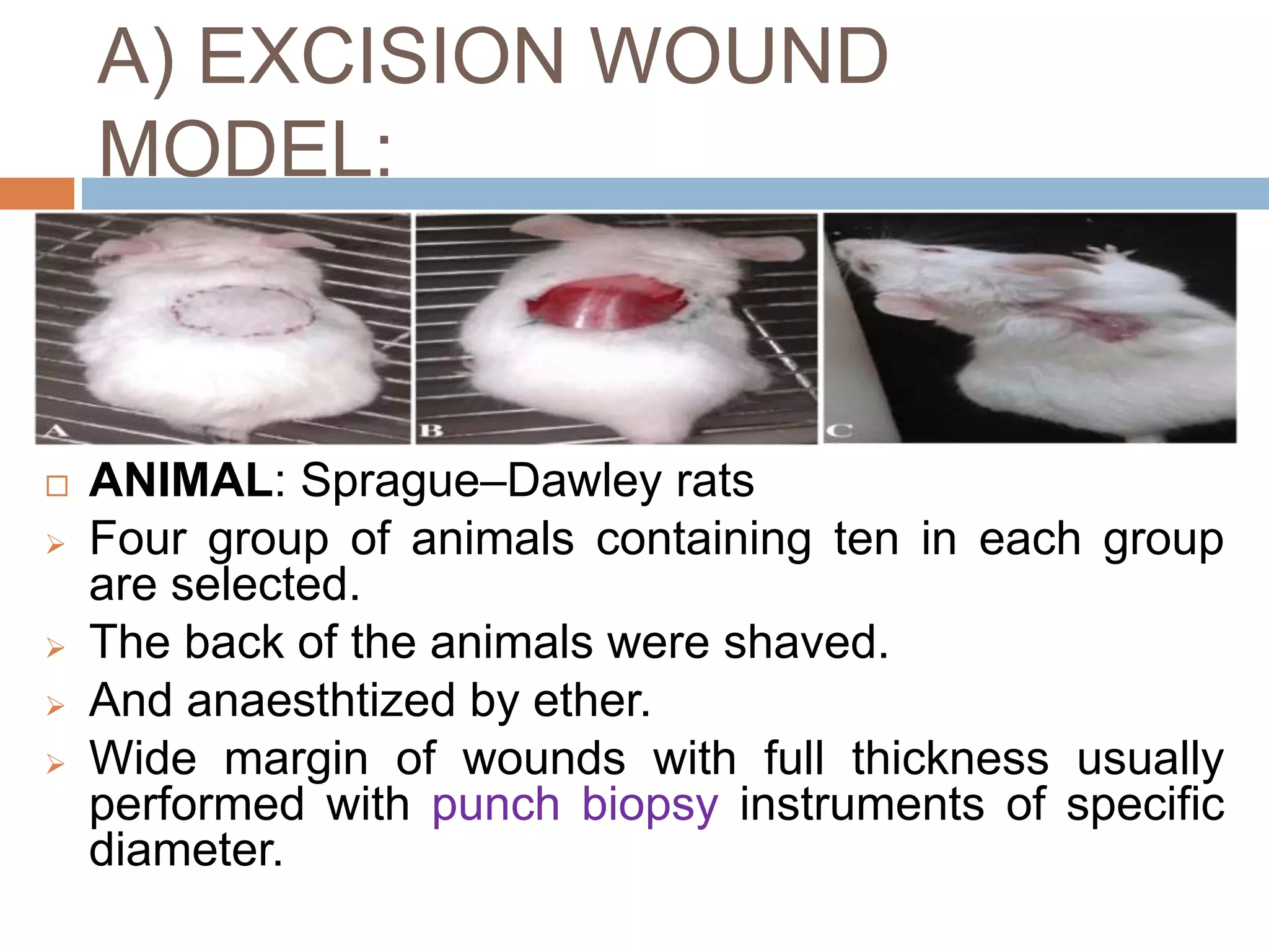 In vivo studies of wound healing and hepatoprotective agents | PPTX